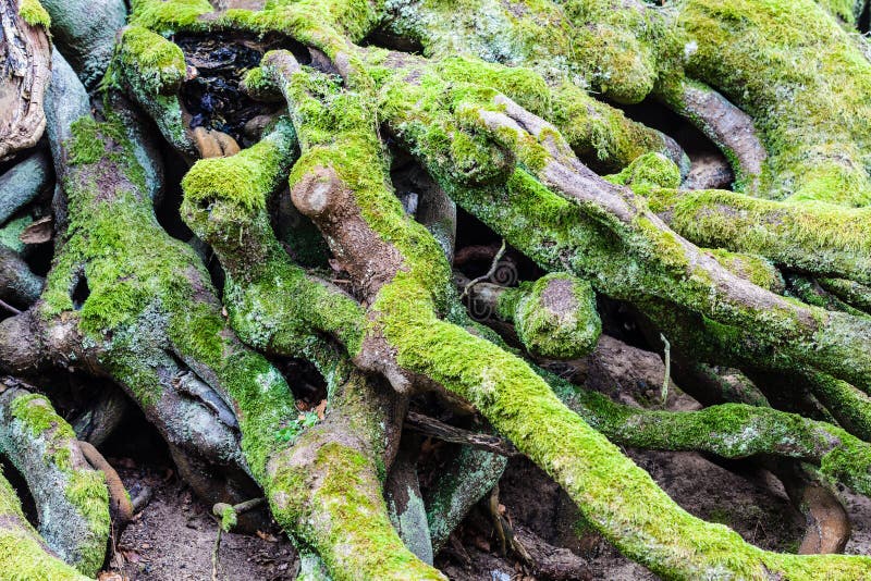 Closeup of Green Moss on Tree Roots Stock Image - Image of sapling ...