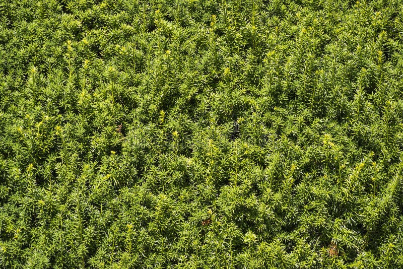 Closeup of Green Natural Hedge in Garden Stock Image - Image of front ...
