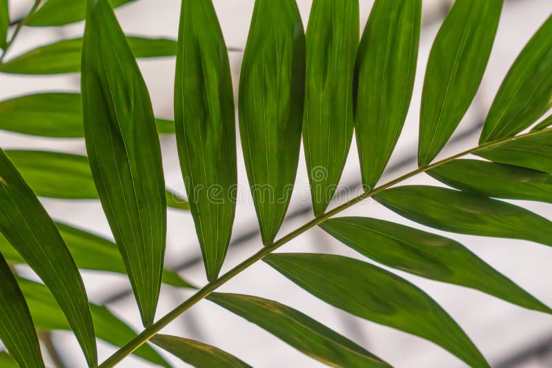 Closeup of Green Palm Leaf. Bottom View Stock Image - Image of ...