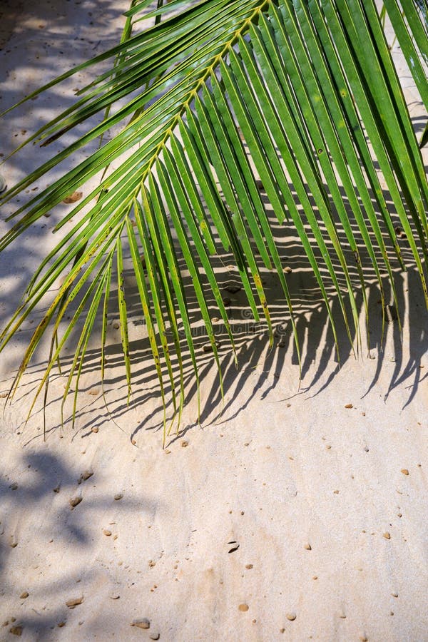 Closeup of Green Palm Tree Leaf on Sand Stock Image - Image of sand ...