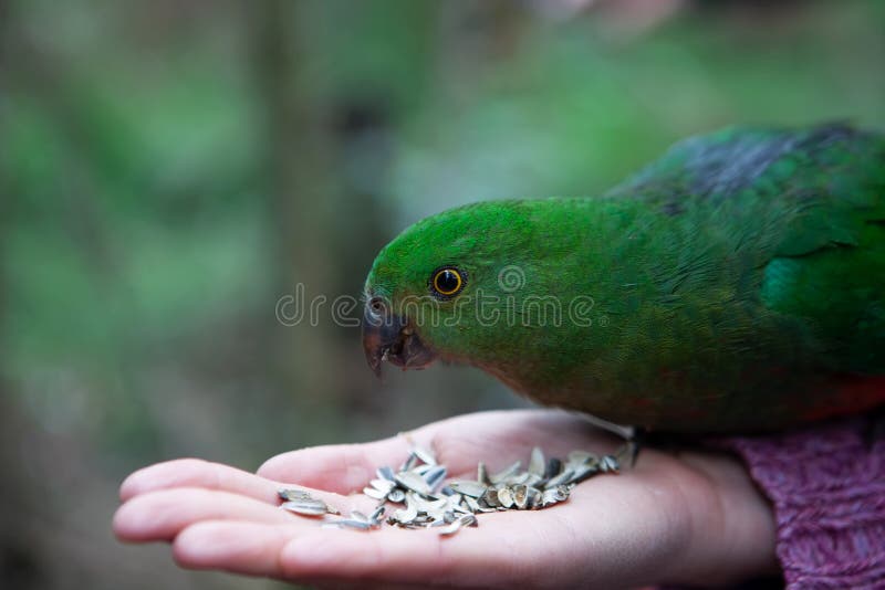 Green Parrot Eating on Female Hand. Stock Image - Image of colored ...