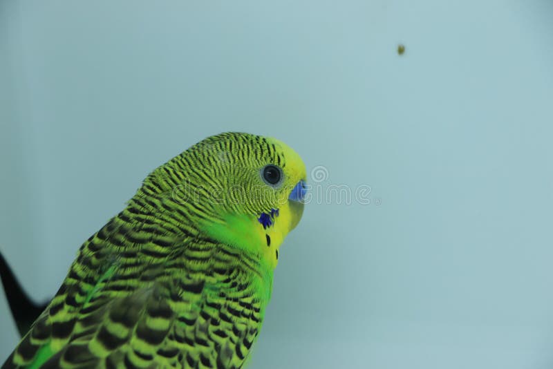 Parakeet Open Mouth Stock Photos - Free & Royalty-Free Stock Photos ...