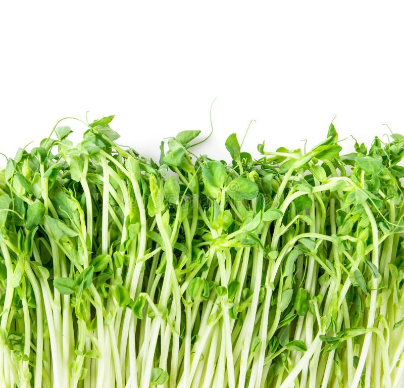 Closeup Green Pea Sprout on White Background Stock Image - Image of ...