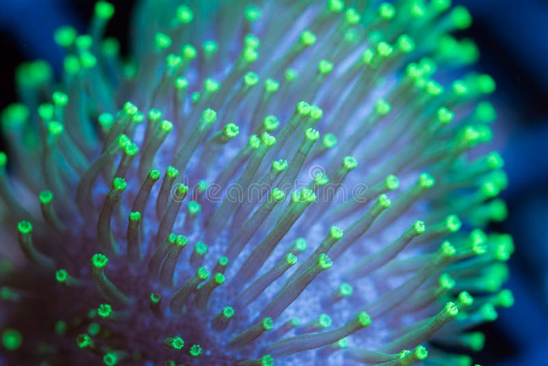 Green Polyp Toadstool Leather Coral Stock Photo - Image of mushroom ...