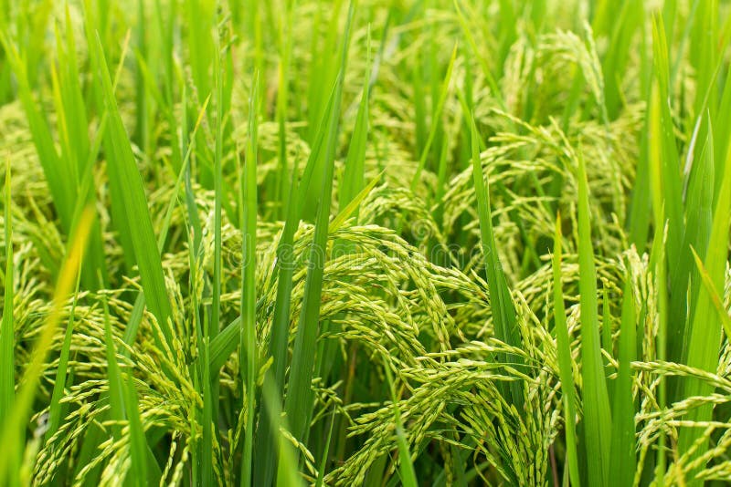 Closeup of Green Rice Field. Nature. Stock Photo - Image of grain ...