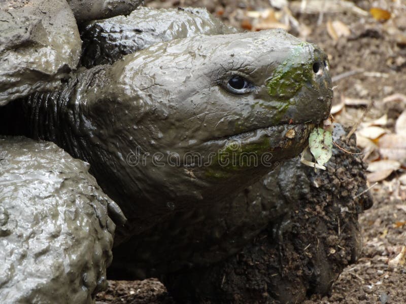 Closeup of a Green Sea Turtle Covered in Mud Stock Image - Image of ...