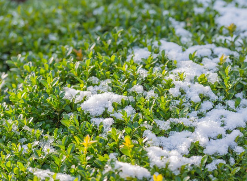 Closeup of a Green Shrub Covered with Snow Stock Image - Image of ...
