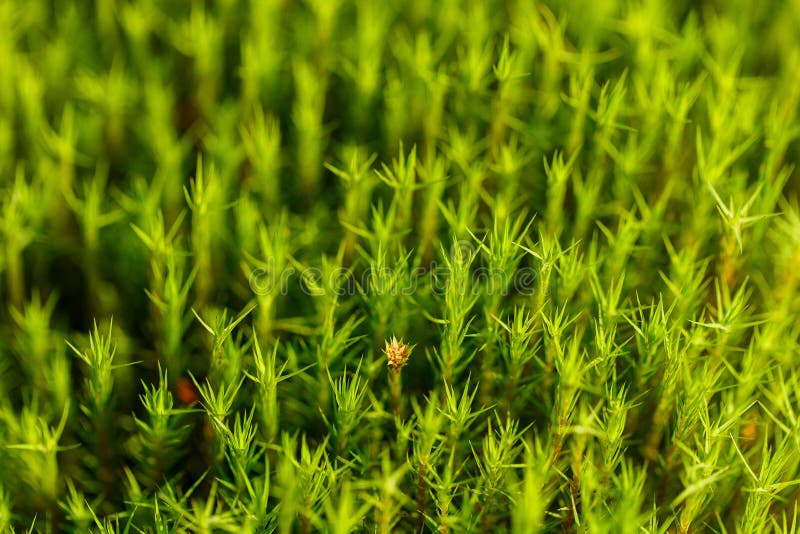 Closeup of Green Sphagnum Moss in the Swamp. Stock Image - Image of ...