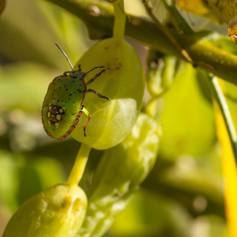 Green Stink Bug Nezara Viridula. Close Up Stock Image - Image of ...