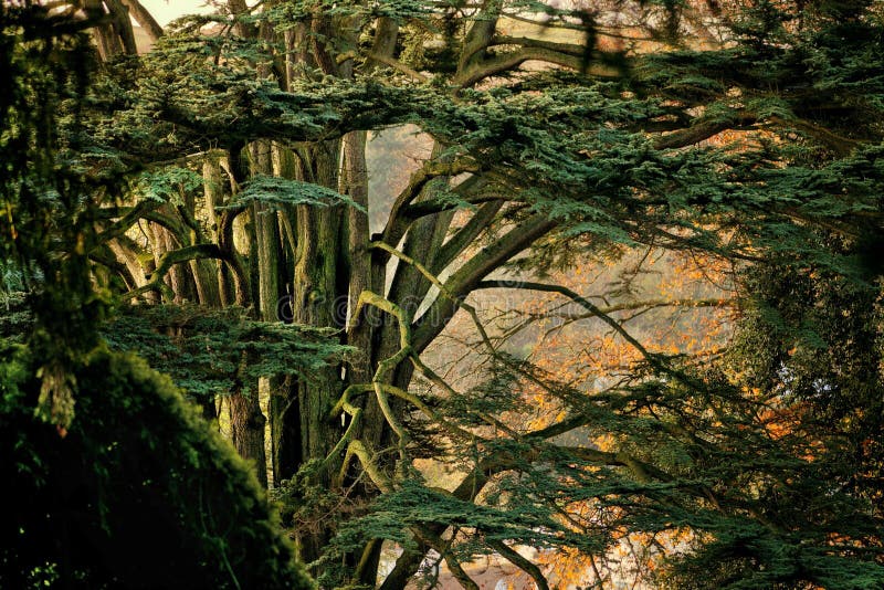 Closeup of Green Tangled Branches of Old Trees Stock Photo - Image of ...