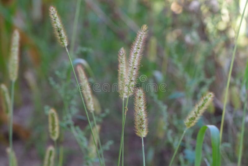 Closeup of Green Timothy Grass in a Field Under the Sunlight Stock ...