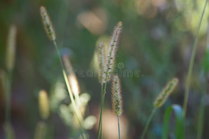 Closeup of Green Timothy Grass in a Field Under the Sunlight Stock ...