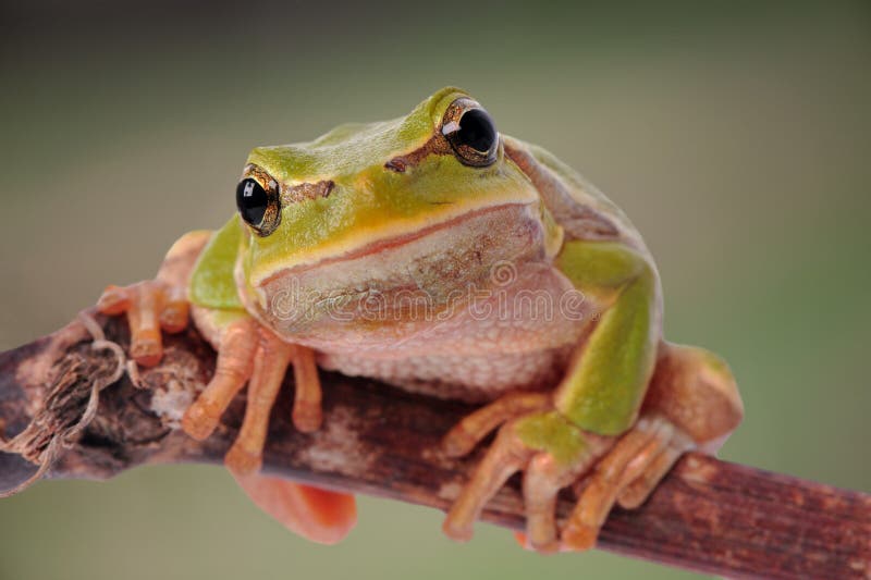 Closeup green tree frog stock image. Image of rainforest - 14925069