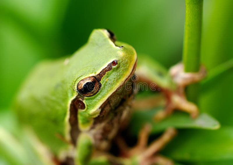 Closeup green tree frog stock image. Image of chaunus - 35416615
