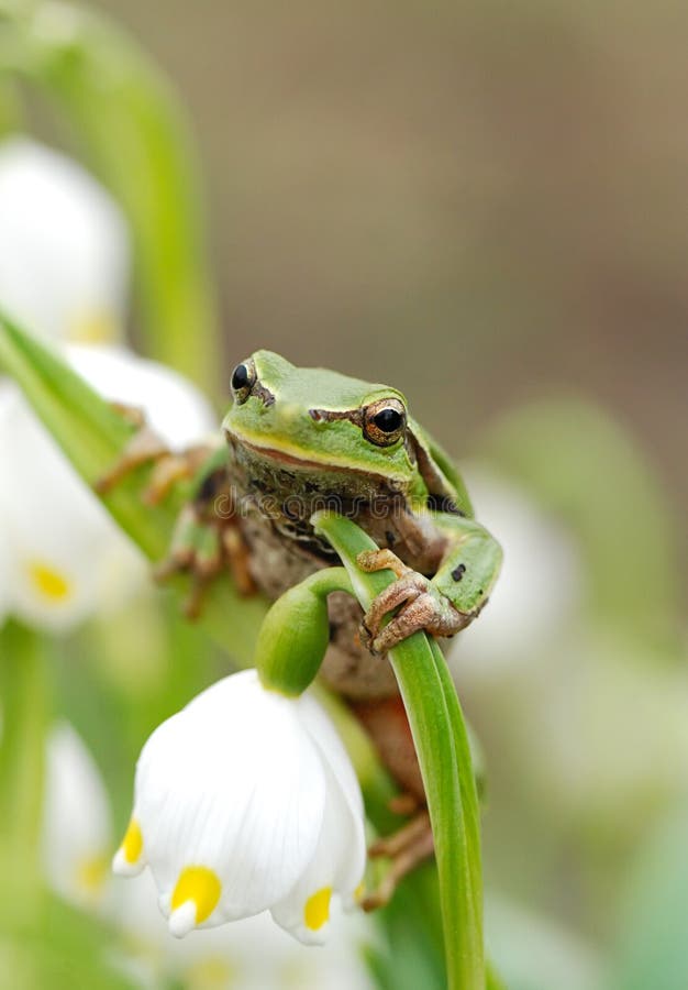 Closeup Green Tree Frog on Flower Stock Photo - Image of poison, large ...