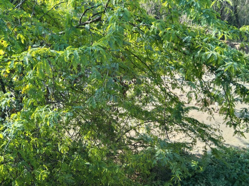 Closeup of a Tree Photography during Morning Stock Photo - Image of ...