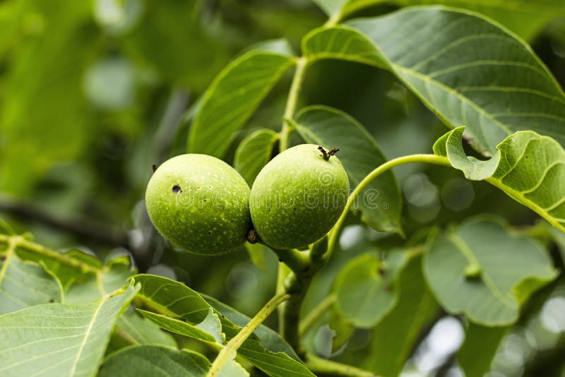 Closeup of green walnut stock photo. Image of harvesting - 42545182