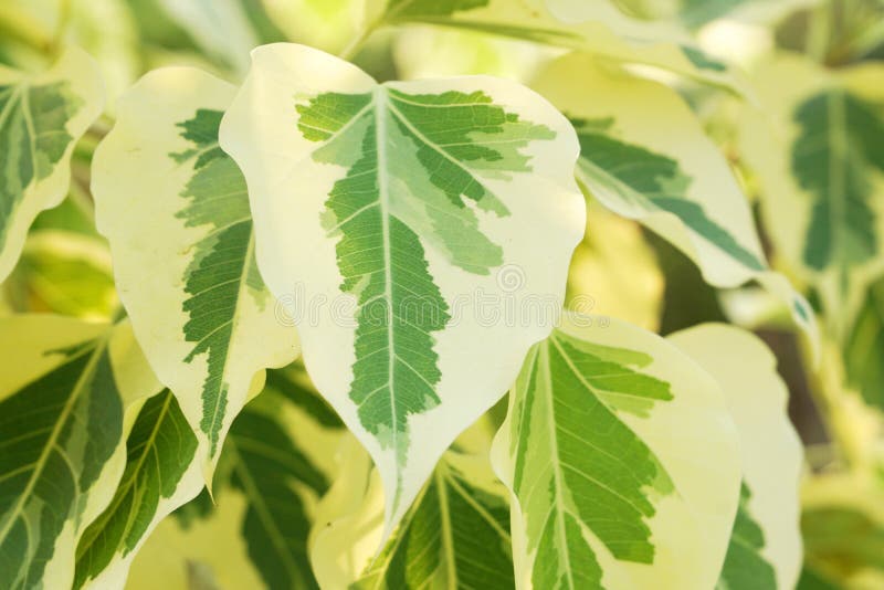Closeup Green and White Color Leaves Textures Background Stock Image ...