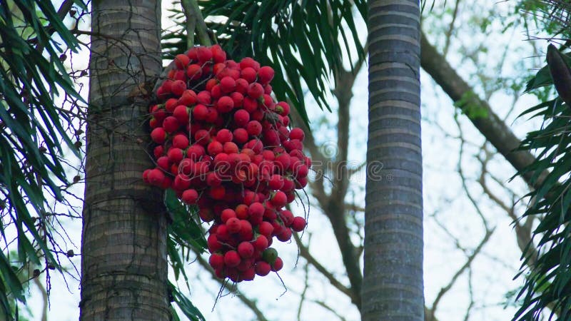 Closeup of Greenworld Supari (Areca Nut) Hanging on a Tree Stock Video ...