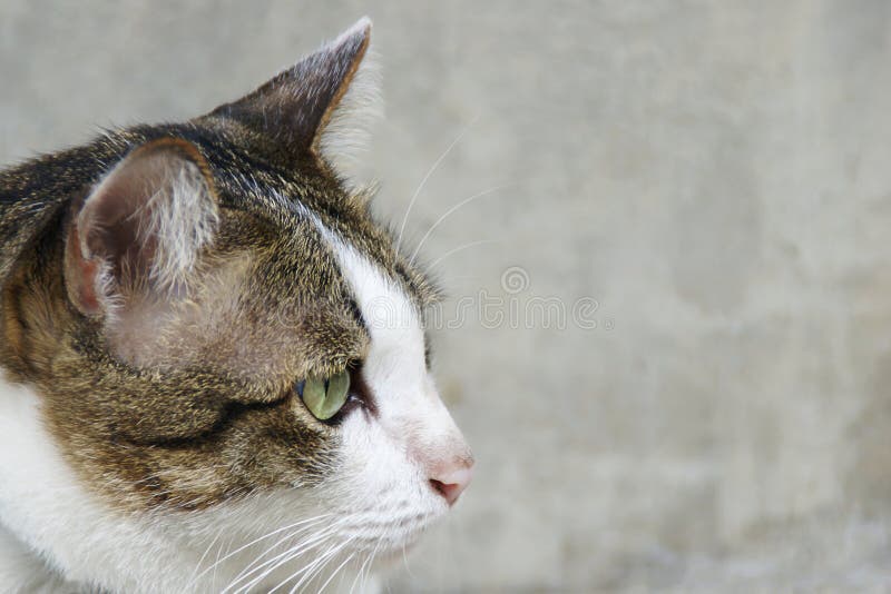 Closeup of Grey Brown Cat stock photo. Image of brown - 162739282