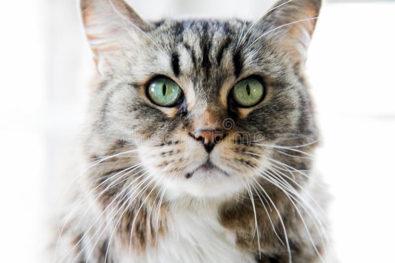 Closeup of a Grey Domestic Cat Under the Lights Against a Blurry ...