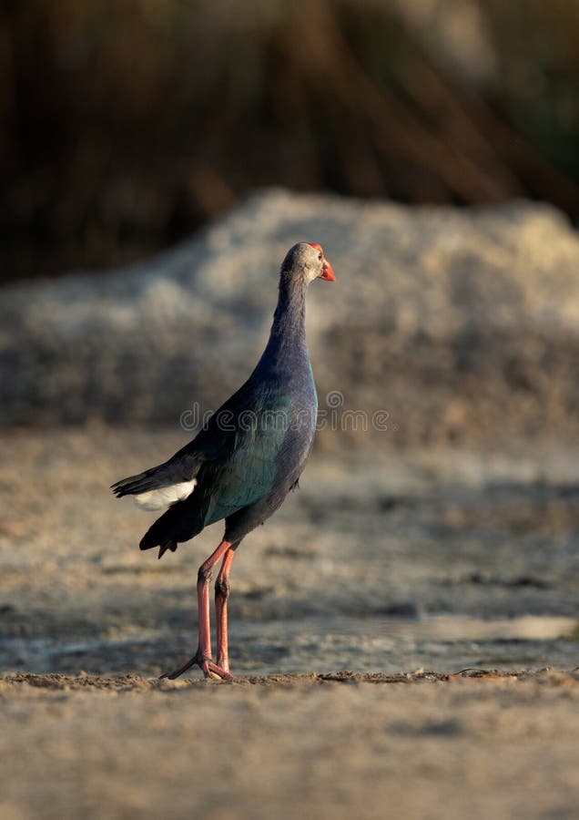 Closeup of a Grey-headed Swamphen at Asker Marsh, Bahrain Stock Photo ...