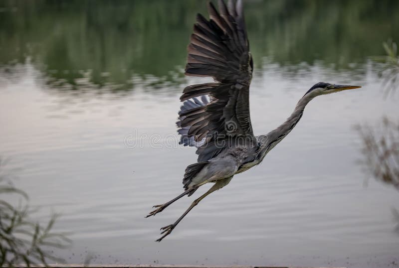 Closeup of Grey Heron Flying Over a Water Stock Photo - Image of ...