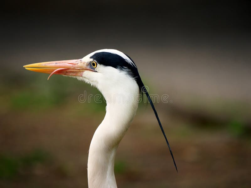 Closeup of Grey heron head stock photo. Image of face - 182901962