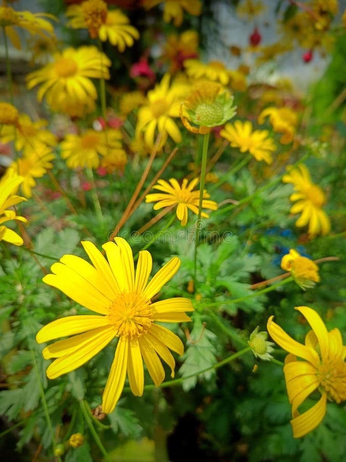 Closeup of Grey-leaved Euryops in the Garden (Euryops Pectinatus) Stock ...