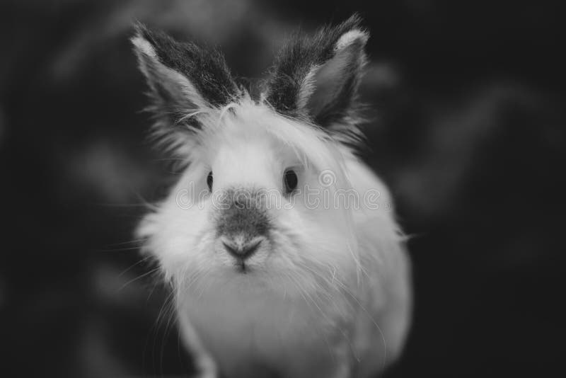 627 Dark Grey Rabbit Stock Photos - Free & Royalty-Free Stock Photos ...