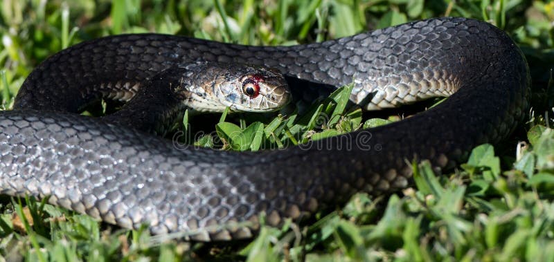Closeup of a Grey Snake on the Green Grass Stock Photo - Image of ...