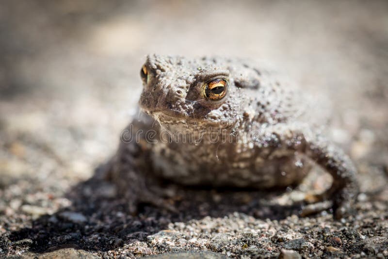 Closeup of a grey toad stock photo. Image of lake, closeup - 99773592