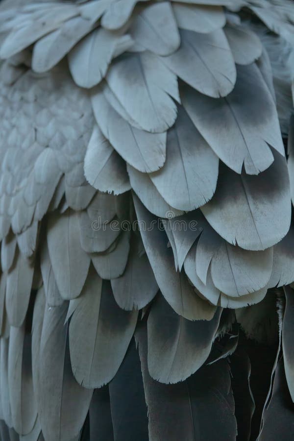 Grey Griffon Vulture Feathers Stock Photo - Image of body, macro: 341377432