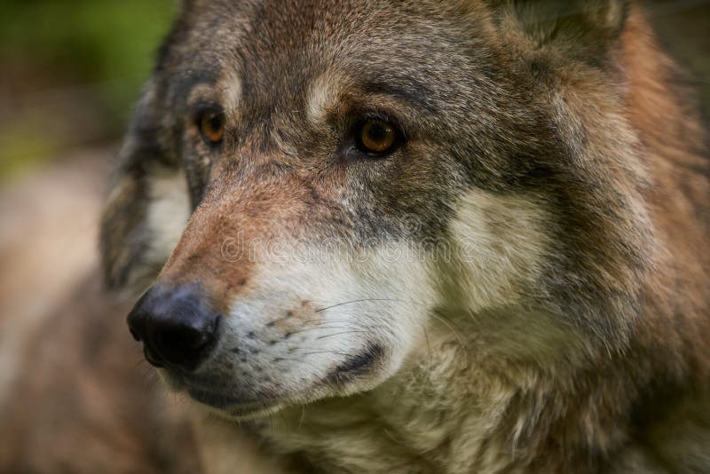 Closeup or Grey Wolf. Beautiful Wild Wolf in Wilderness Stock Photo ...