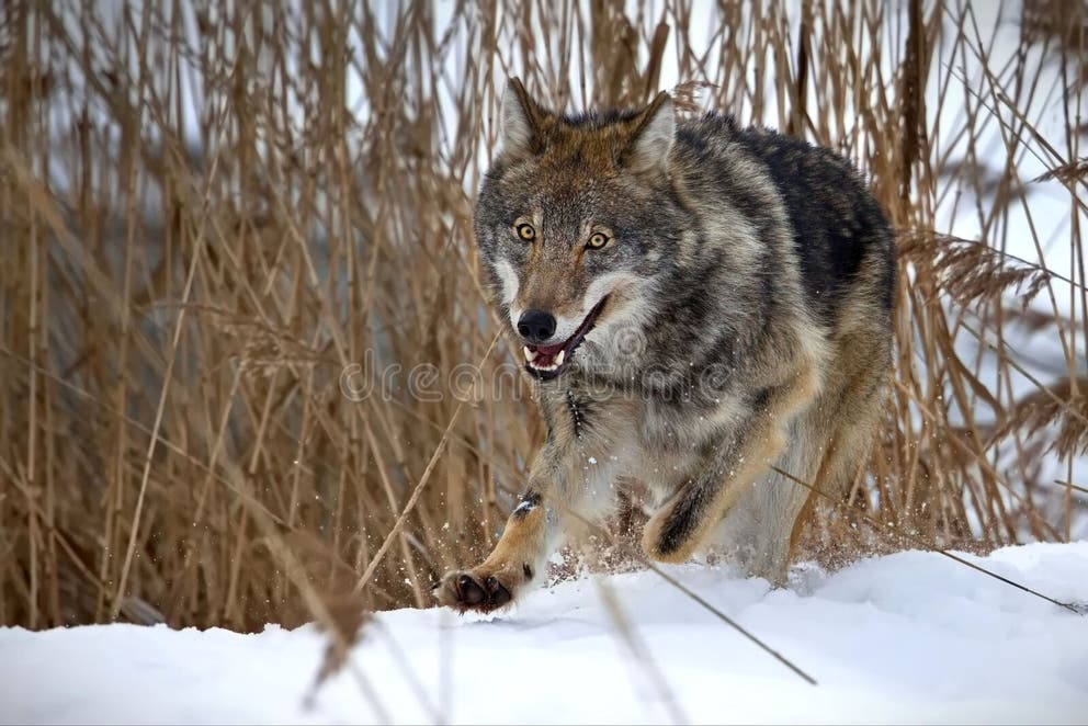 Closeup of a Grey Wolf in a Forest Covered in the Snow in Belarus Stock ...