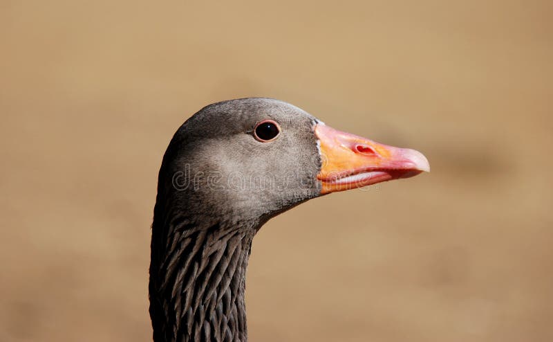 Closeup of a Greylag Goose Head Stock Photo - Image of goose, orange ...
