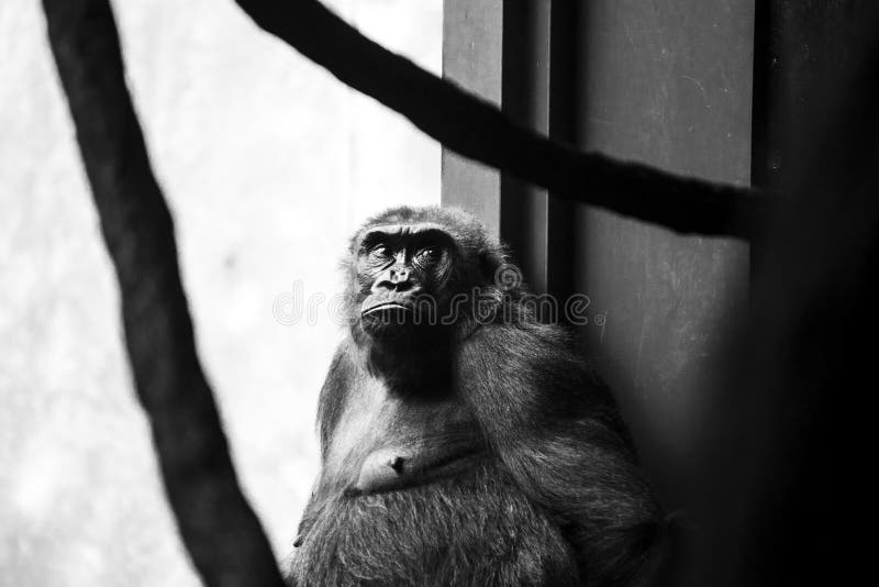 Serious Monkey Stock Photos - Download 930 Royalty Free Photos