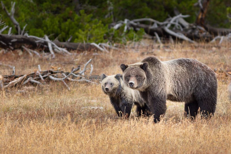 Closeup of a Grizzly Bear with Its Baby Stock Photo - Image of adorable ...