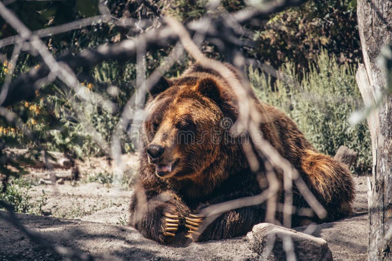 Closeup of a Grizzly Bear Lying on the Ground in Sunlight Stock Image ...