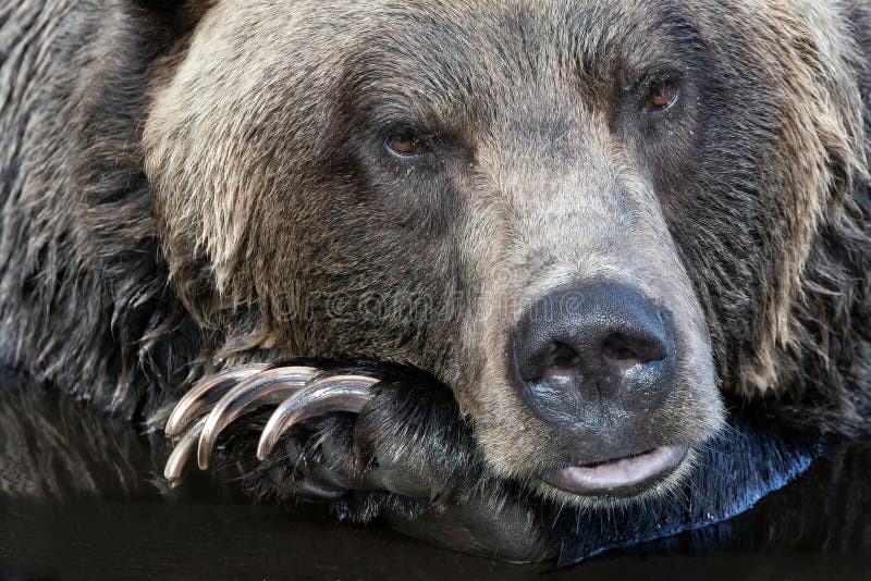 Closeup of a Grizzly Bear Lying on Its Paw Stock Photo - Image of relax ...