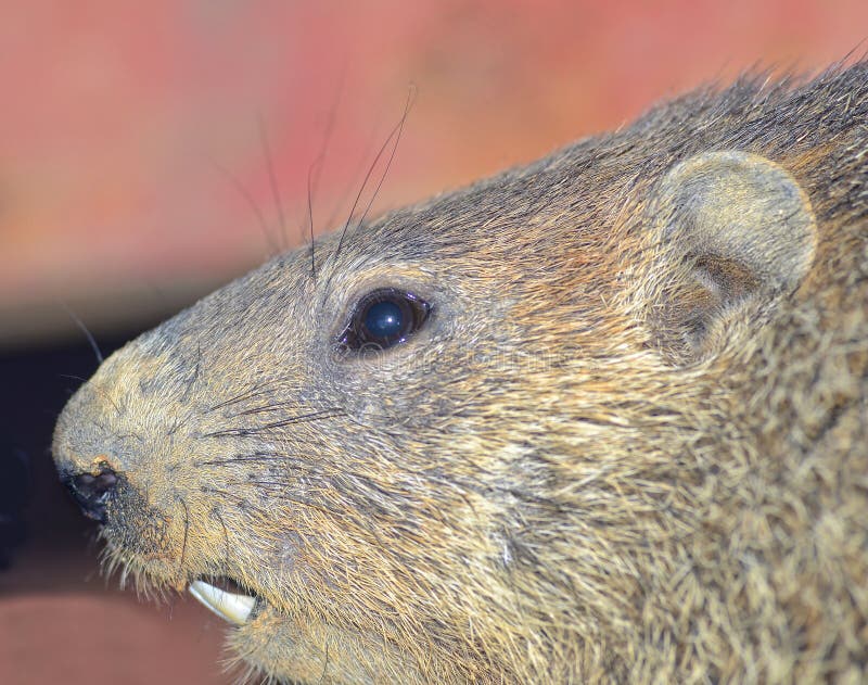 Closeup of a Groundhog stock image. Image of looking - 92795081