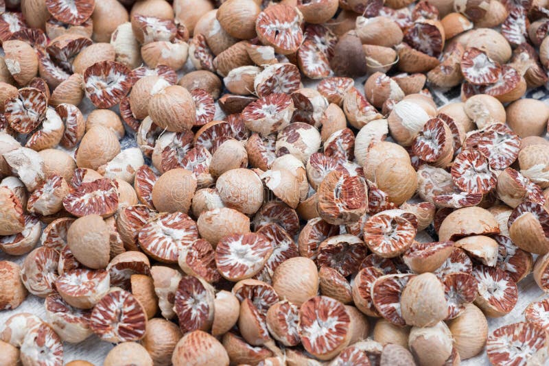 Areca catechu stock photo. Image of fruit, chewing, plant - 112752062