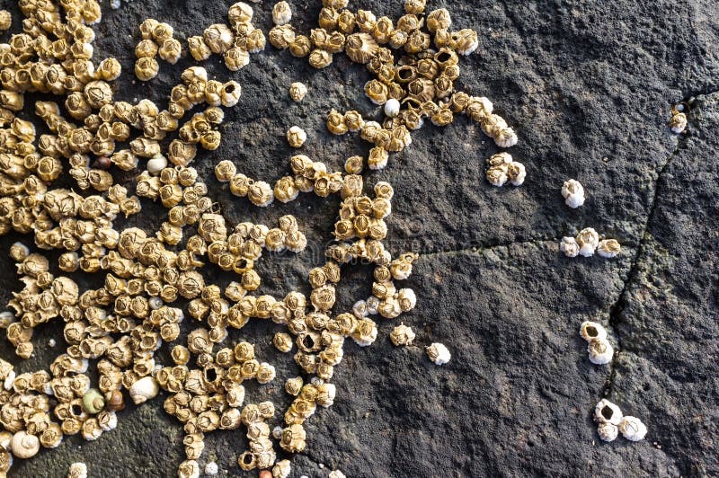 Closeup of a Group of Barnacle Shells on a Rock in Iceland Stock Photo ...