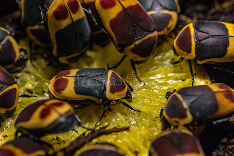 Closeup of a Group of Bugs on a Yellow Leaf Stock Photo - Image of ...
