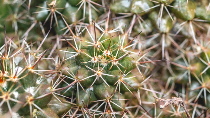 Closeup of Group of Cactus with Sharp Spines. Stock Photo - Image of ...