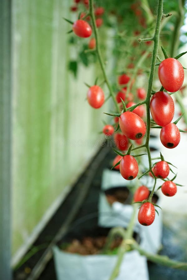 Closeup Group of Fresh Organic Tomatoes on the Branches at the Farm ...