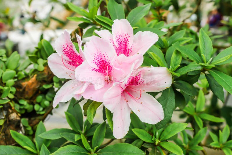 Closeup of Group Light Pink Azalea Flower in a Garden Stock Image ...