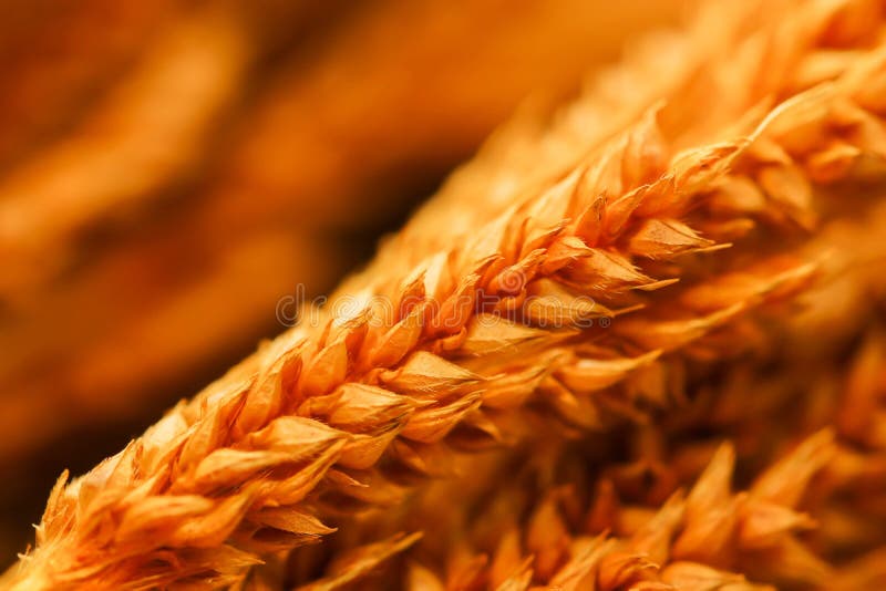 Closeup of Group Orange Dry Grass on White Background Stock Photo ...