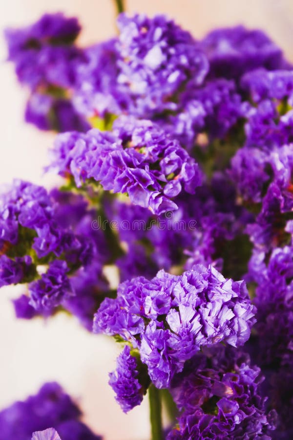 Closeup of Group Purple Flower Stock Image - Image of closeup ...