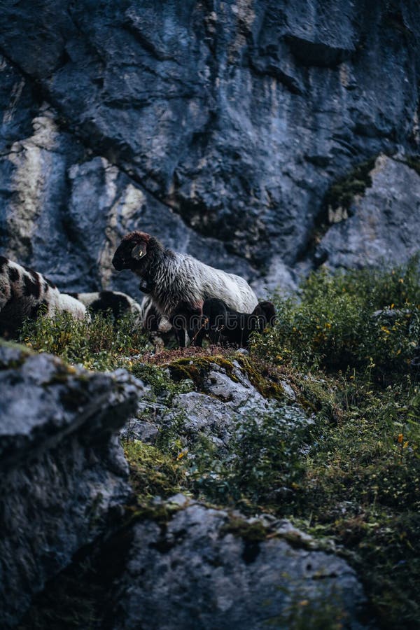 Closeup of a Group of Sheep in Grass Mountains in the Dark Stock Image ...
